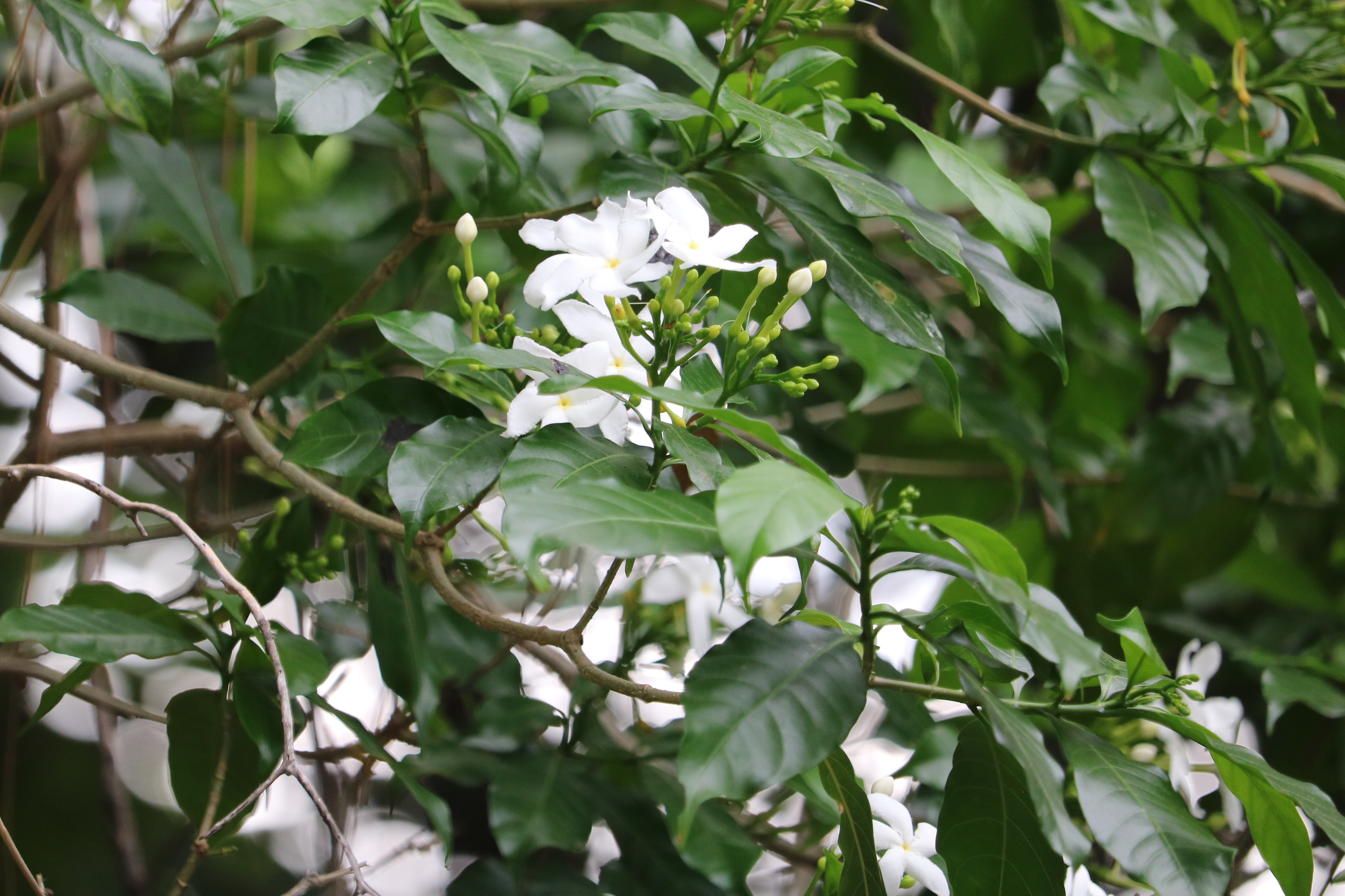 Terminalia plant | Biodiversity at LUMS