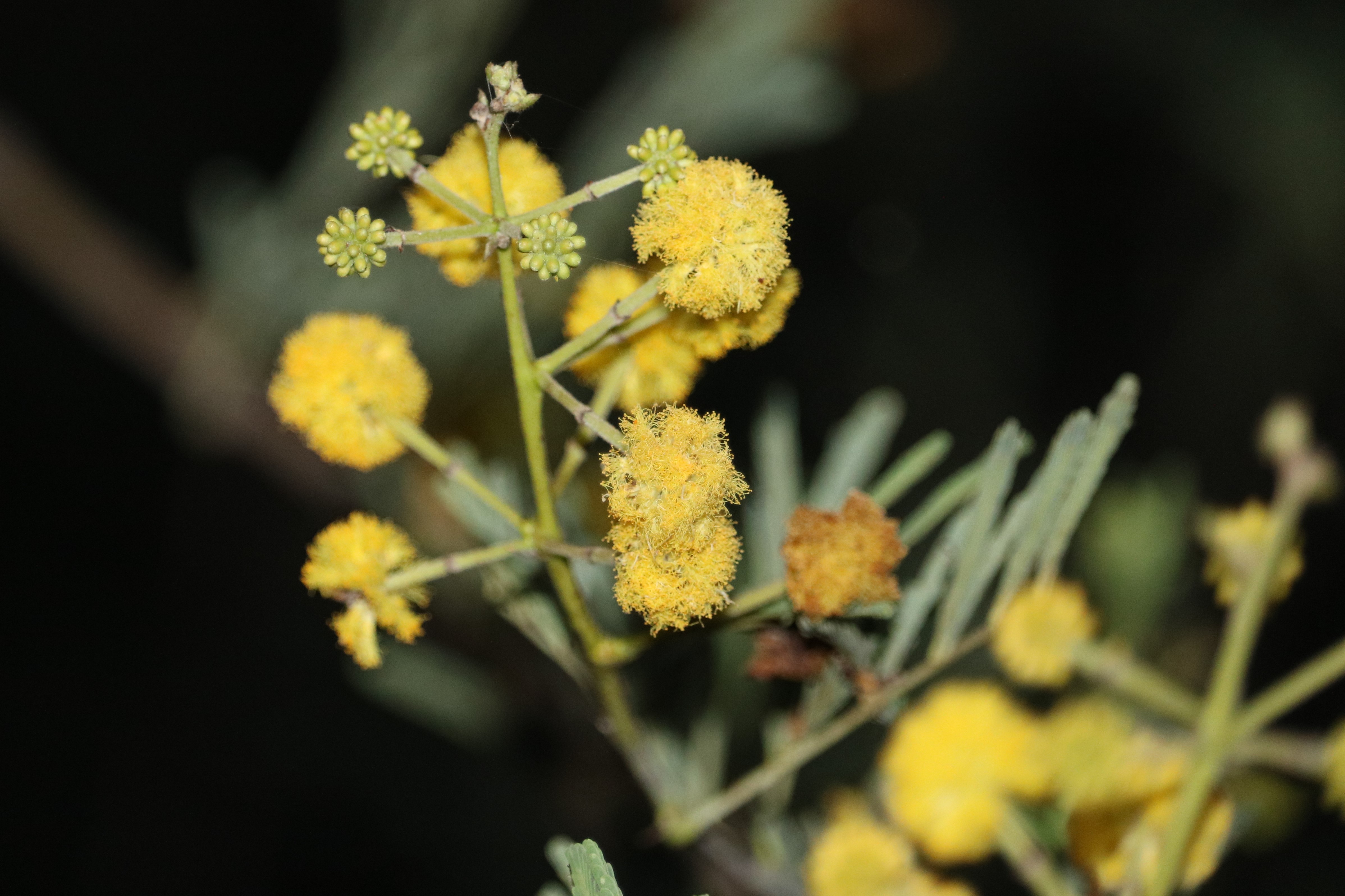 Crow | Biodiversity at LUMS