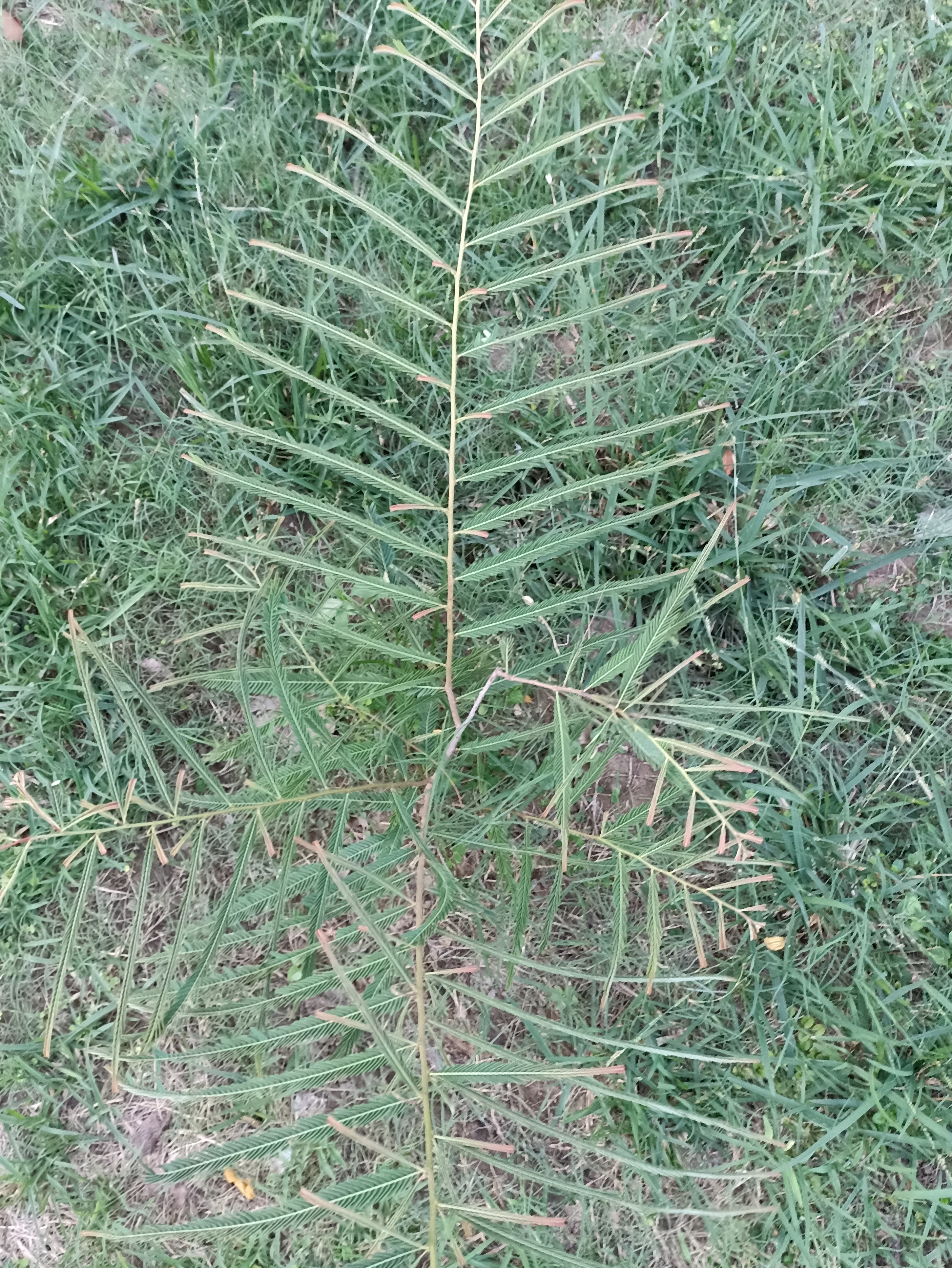 Terminalia plant | Biodiversity at LUMS