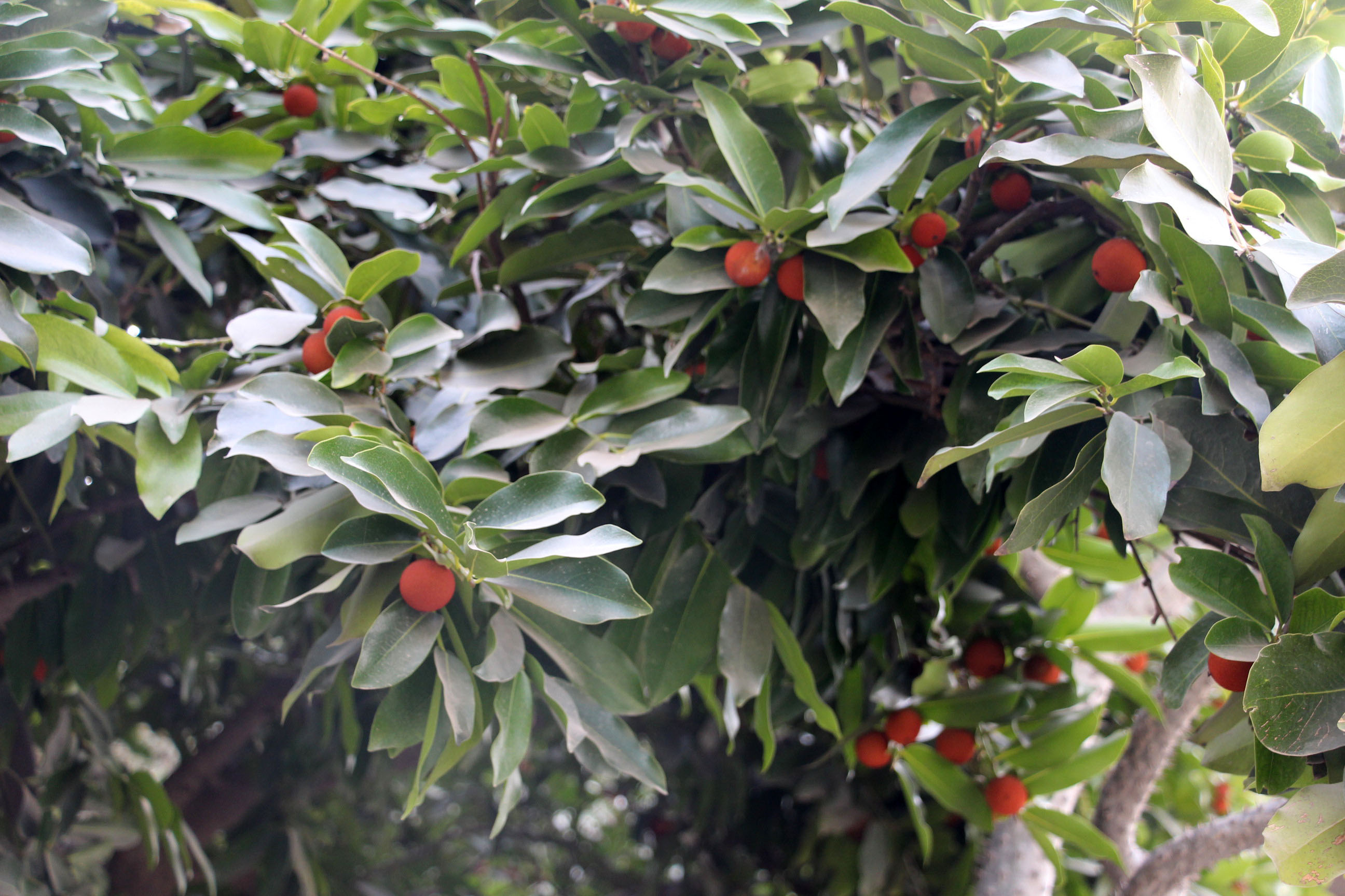 Terminalia tomentosa | Biodiversity at LUMS